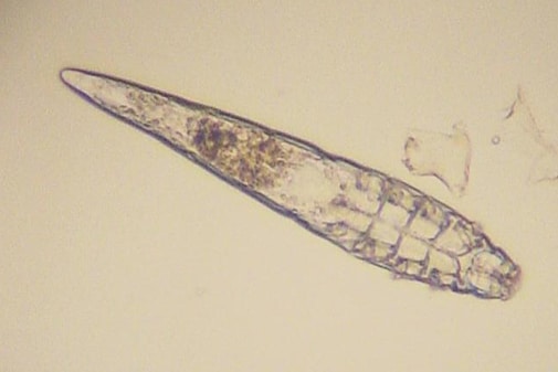 Demodex Milben - Yellowstone Australian Shepherds