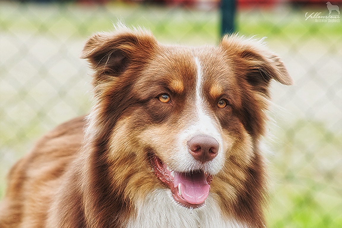 Yellowstone's Little Frenchman "Cisco" - Yellowstone Australian Shepherds