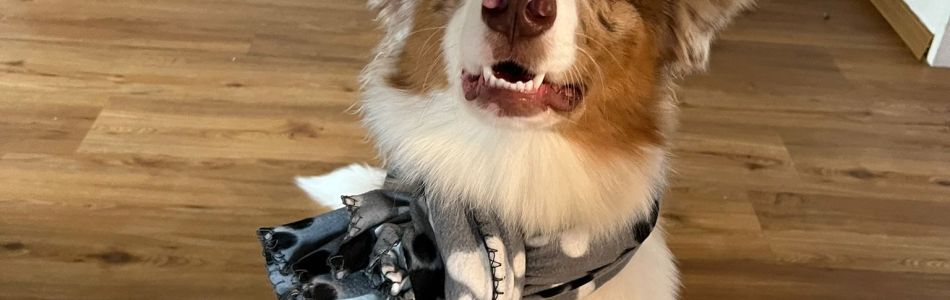 Milo stimmt sich auf die kalte Jahreszeit ein - Yellowstone Australian ...