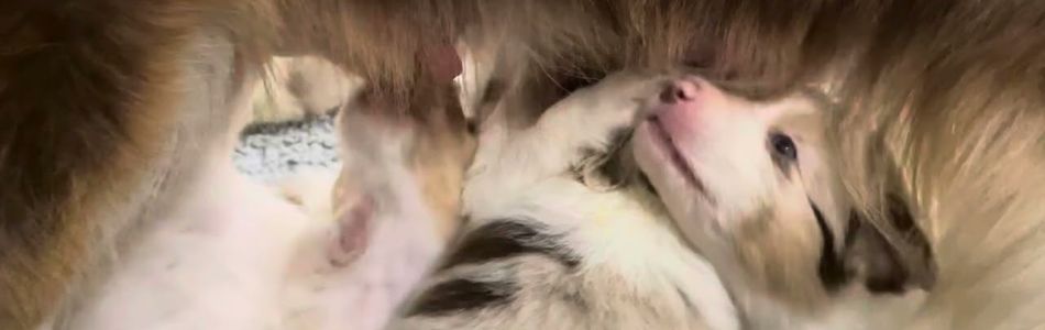 Rosy & Fynn: Umzug in den Auslauf - Yellowstone Australian Shepherds