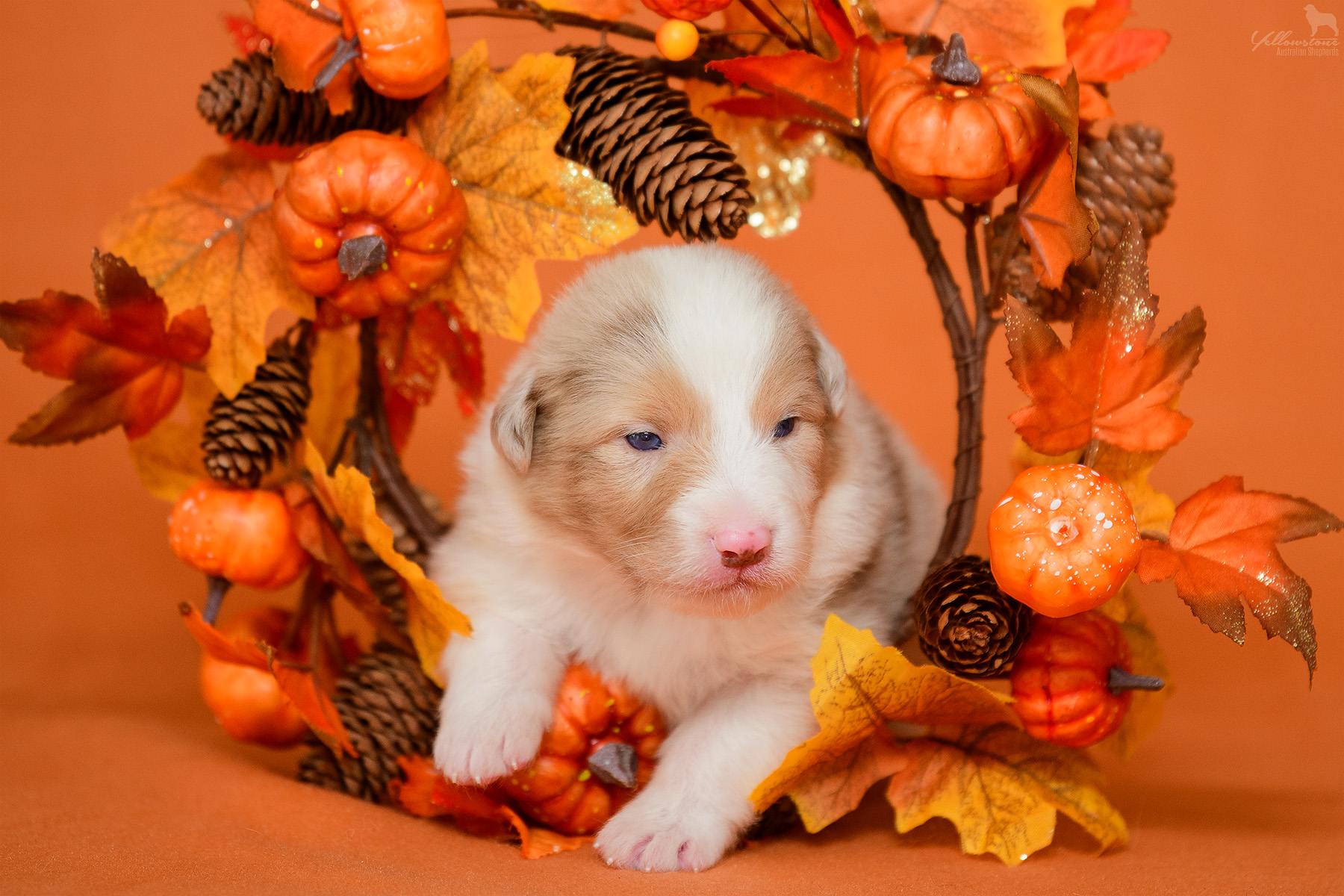 Rosy & Fynn Welpen: Neue Fotos - Yellowstone Australian Shepherds