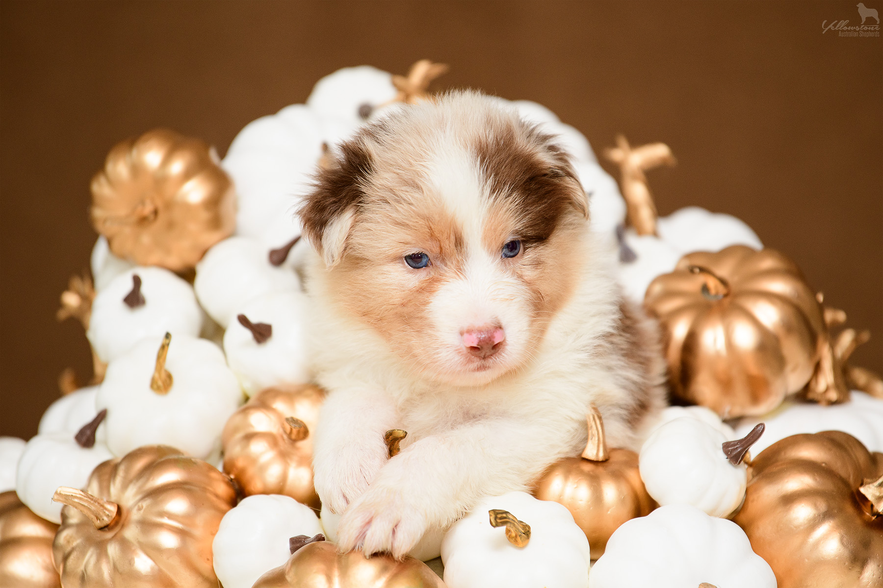 Rosy & Fynn Welpen: Neue Fotos - Yellowstone Australian Shepherds