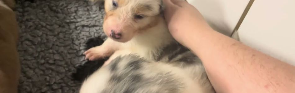 Lucy & Fynn: Box und Geräusche - Yellowstone Australian Shepherds