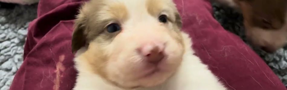 Lucy & Fynn: Kämmen - Yellowstone Australian Shepherds